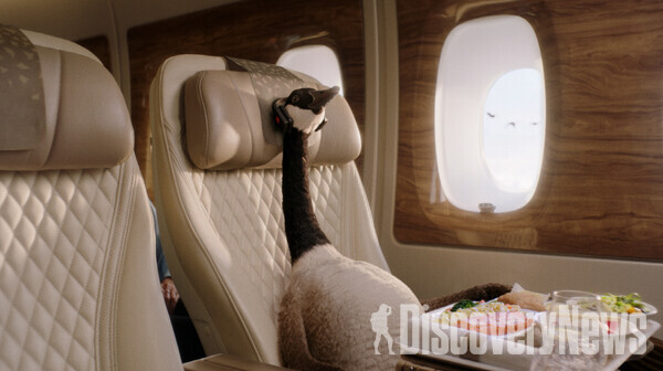 에미레이트 항공, 새로운 캐릭터 제리(Gerry)로 ‘플라이 베터(Fly Better)’ 캠페인 진행