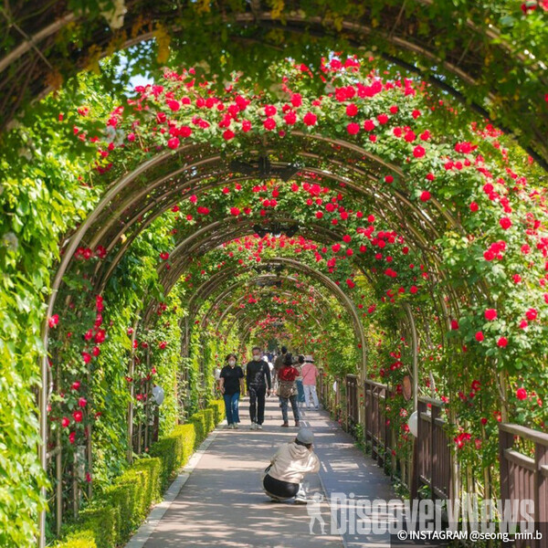 5월 그윽한 향기가 가득한 장미 명소 여행지 4선.. 진한 꽃 향기로 가득한 곳에서의 꽃 축제