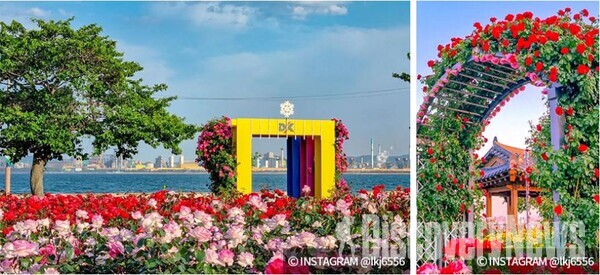 5월 그윽한 향기가 가득한 장미 명소 여행지 4선.. 진한 꽃 향기로 가득한 곳에서의 꽃 축제