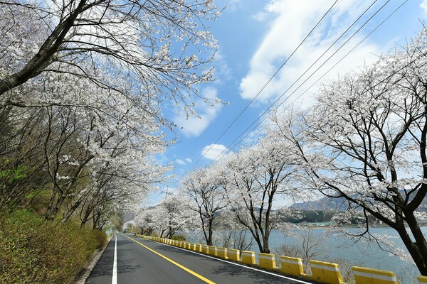 수도권 최고의 벚꽃 명소, 광주시 남한산성